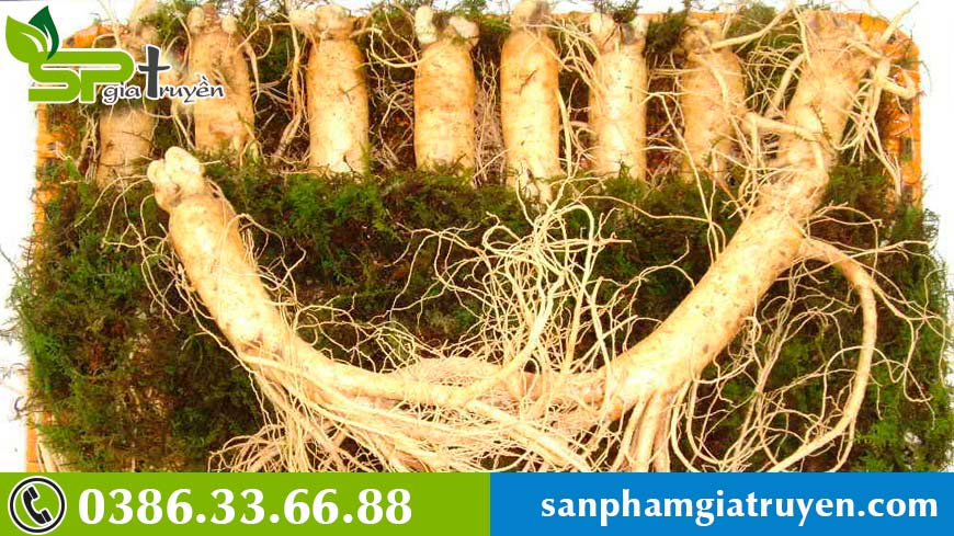 Nhân Sâm Hàn Quốc Nhập Khẩu - Chất Lượng Đã Qua Kiểm Định