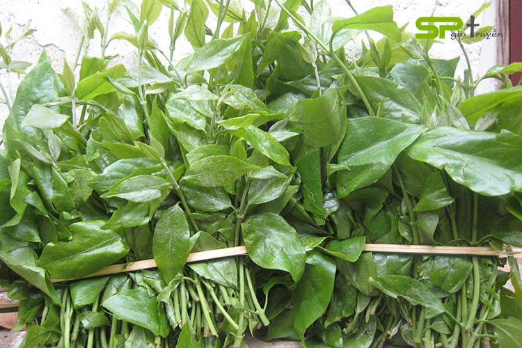 Những Loại Rau Rừng Vừa Ngon Vừa Tốt Cho Sức Khỏe - Sản Phẩm Gia Truyền