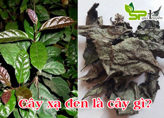 Cây Xạ Đen là cây gì? Có mấy loại? Cách phân biệt