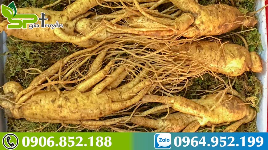 #5 Cách tính tuổi Sâm Hàn Quốc chuẩn xác nhất