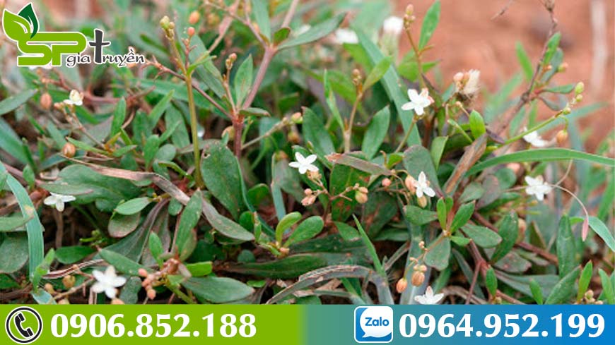 Rau Đắng Đất: đặc điểm, công dụng và cách dùng - Sản Phẩm Gia Truyền