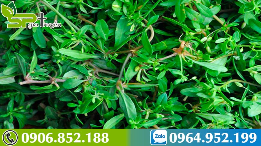 Rau Đắng Đất: đặc điểm, công dụng và cách dùng