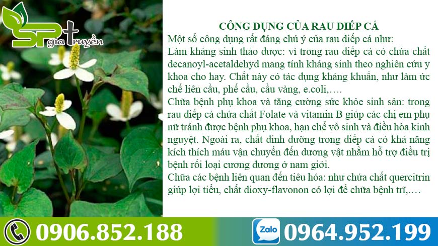 Cây Diếp Cá: Đặc điểm, công dụng và cách dùng hiệu quả