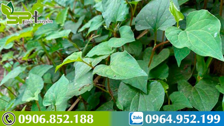 Cây Diếp Cá: Đặc điểm, công dụng và cách dùng hiệu quả