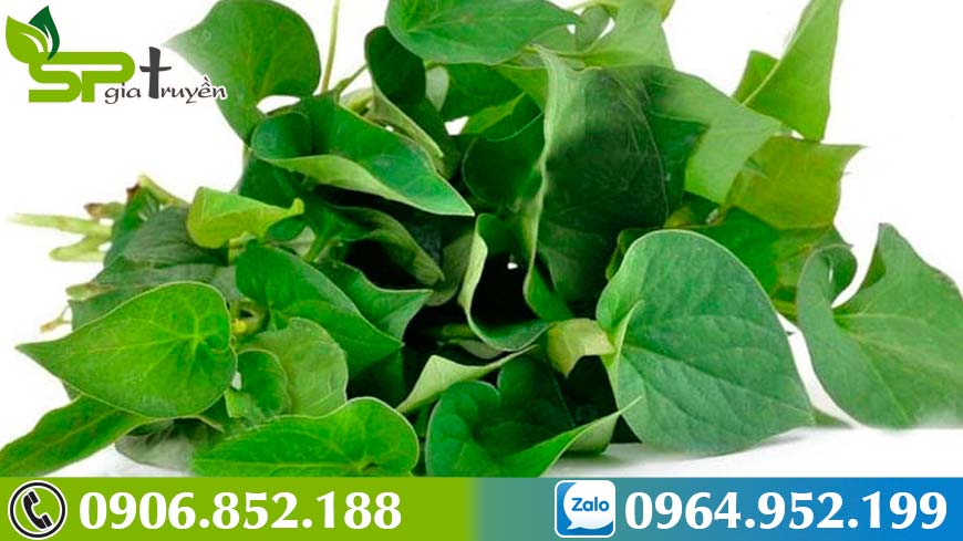 Cây Diếp Cá: Đặc điểm, công dụng và cách dùng hiệu quả