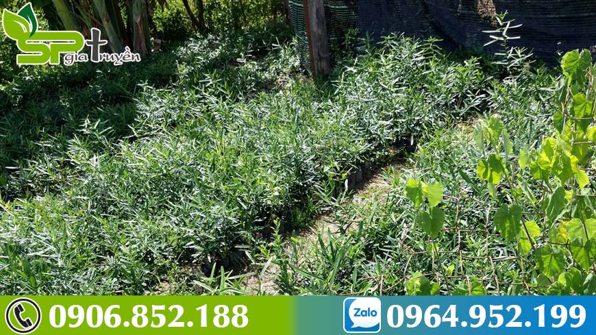 Cây Thần Xạ là cây gì? Công dụng và giá bán cụ thể