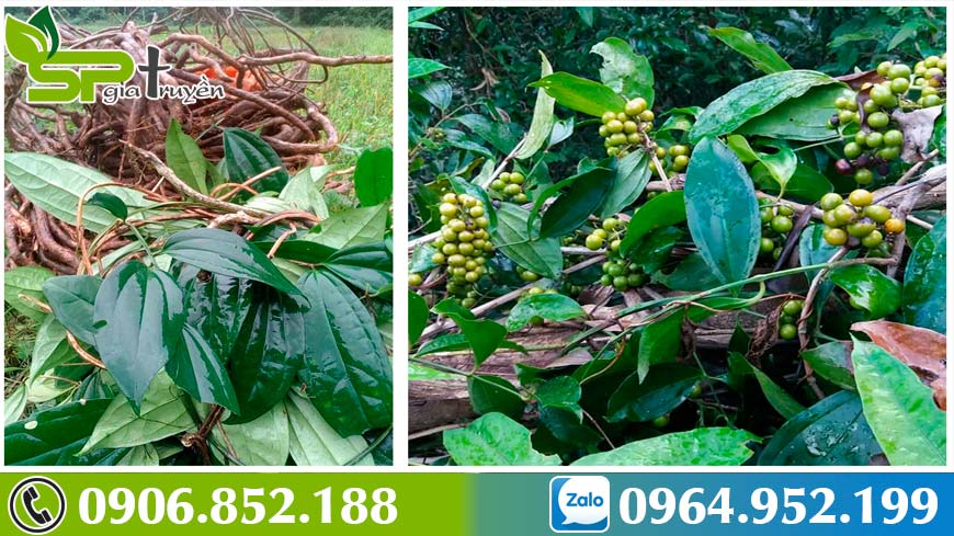 Sâm Đá ( Sâm Xuyên Đá) - Công dụng và cách sử dụng hiệu quả