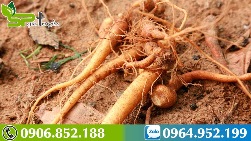 Sâm Đất - Đặc điểm, Công dụng và cách dùng hiệu quả