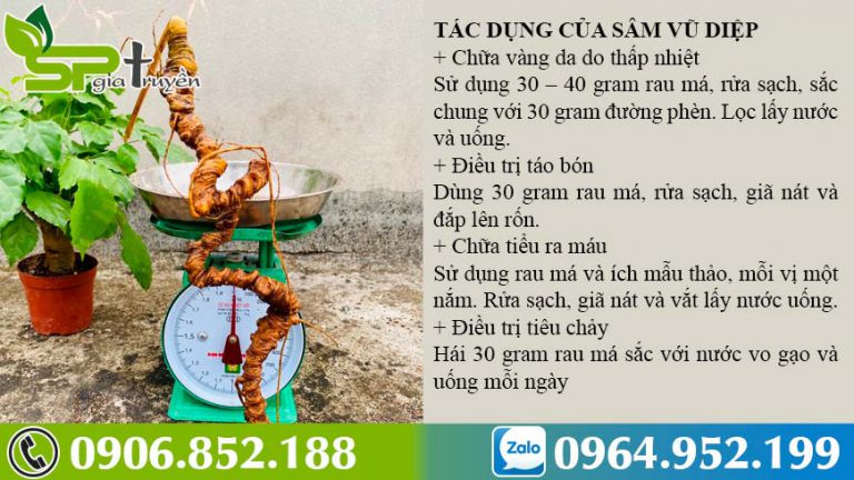 Sâm Vũ Điệp (Tam Thất hoang): Đặc điểm, tác dụng, cách dùng