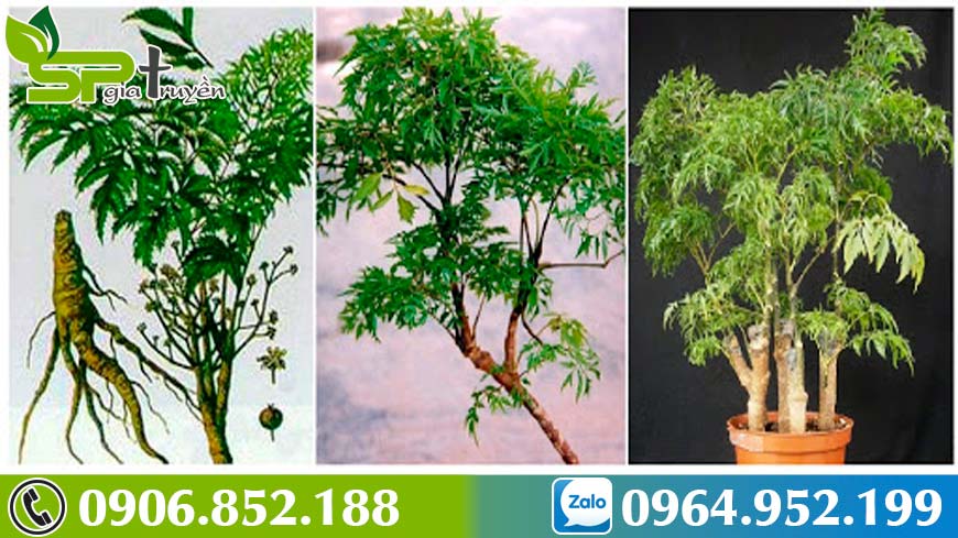 Tác dụng của lá Đinh Lăng và những lưu ý khi sử dụng