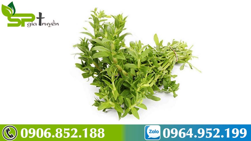 Rau Om và những công dụng tuyệt vời từ vị thuốc này