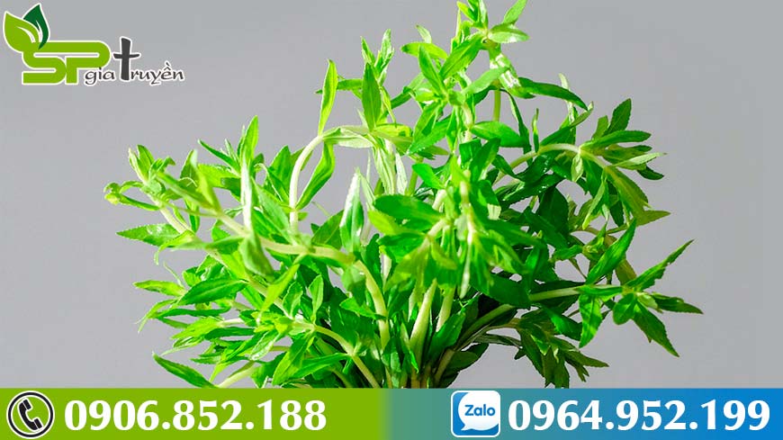 Rau Om và những công dụng tuyệt vời từ vị thuốc này