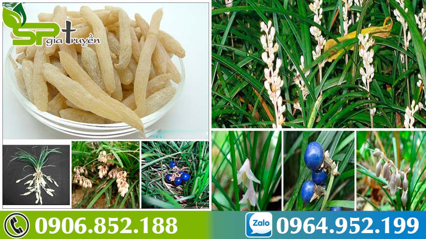 Cây Mạch Môn có công dụng gì? Cách sử dụng